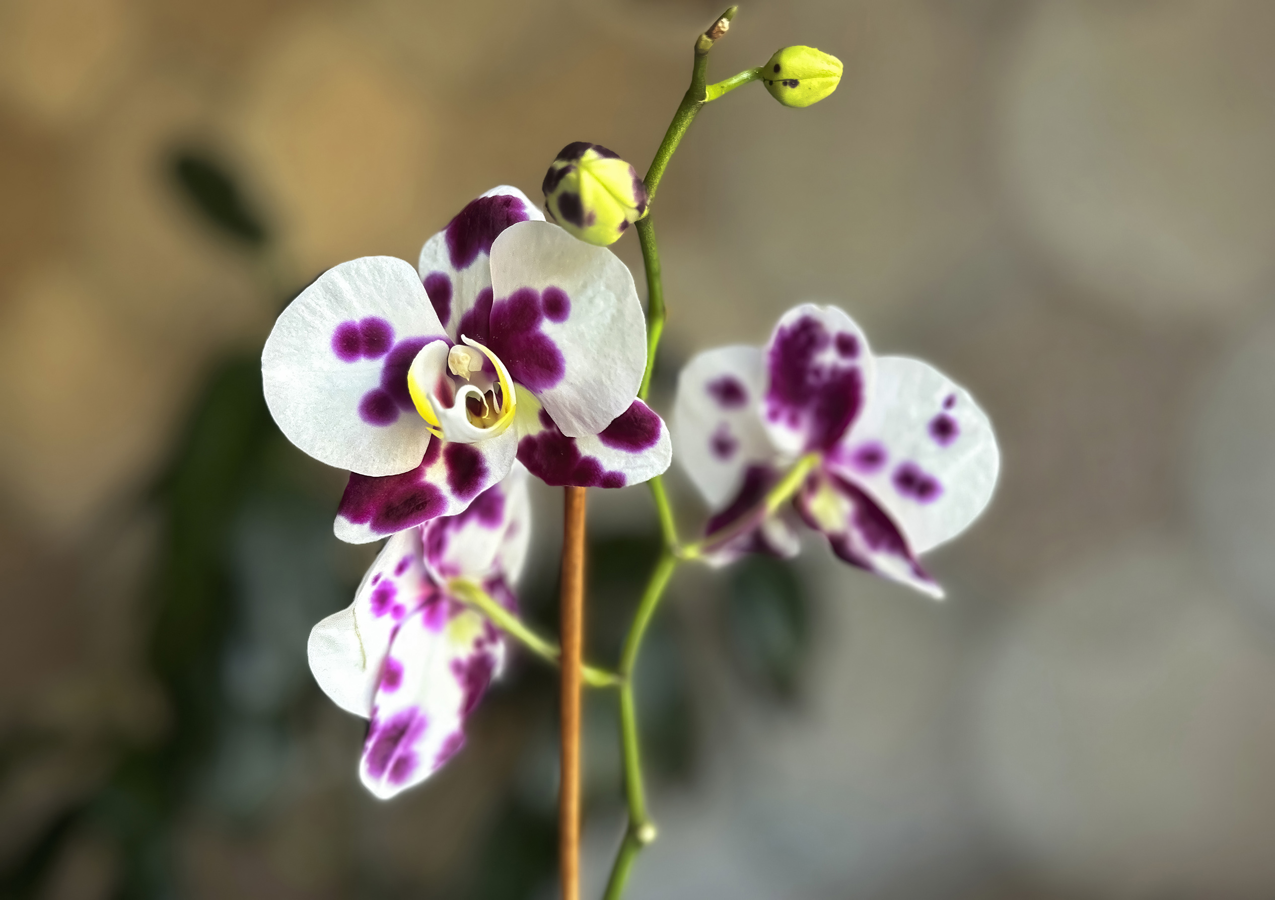 Выкидывай среднеформатную технику, айда на мобильники снимать! (часть 5) [62] - Конференция iXBT.com